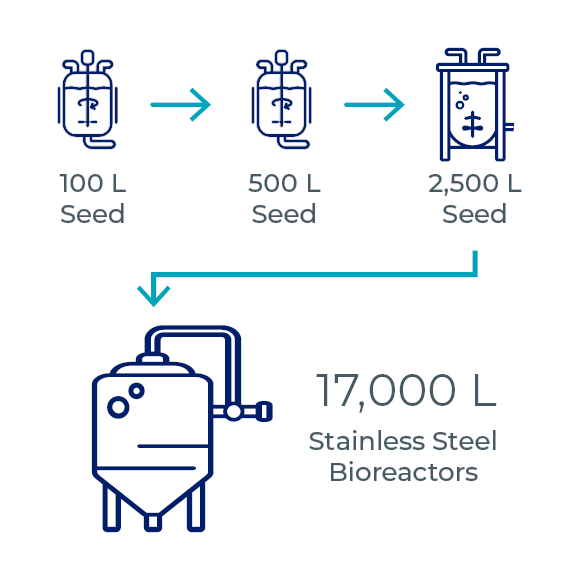Mammalian Manufacturing | Cell Culture Development | Biopharmaceutical